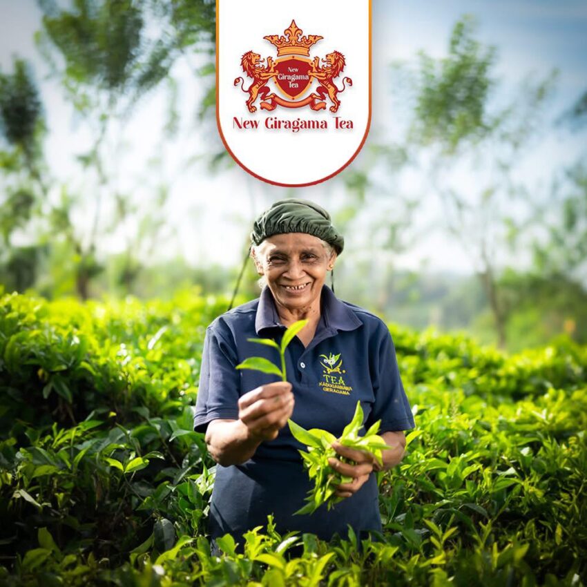 New Giragama Tea